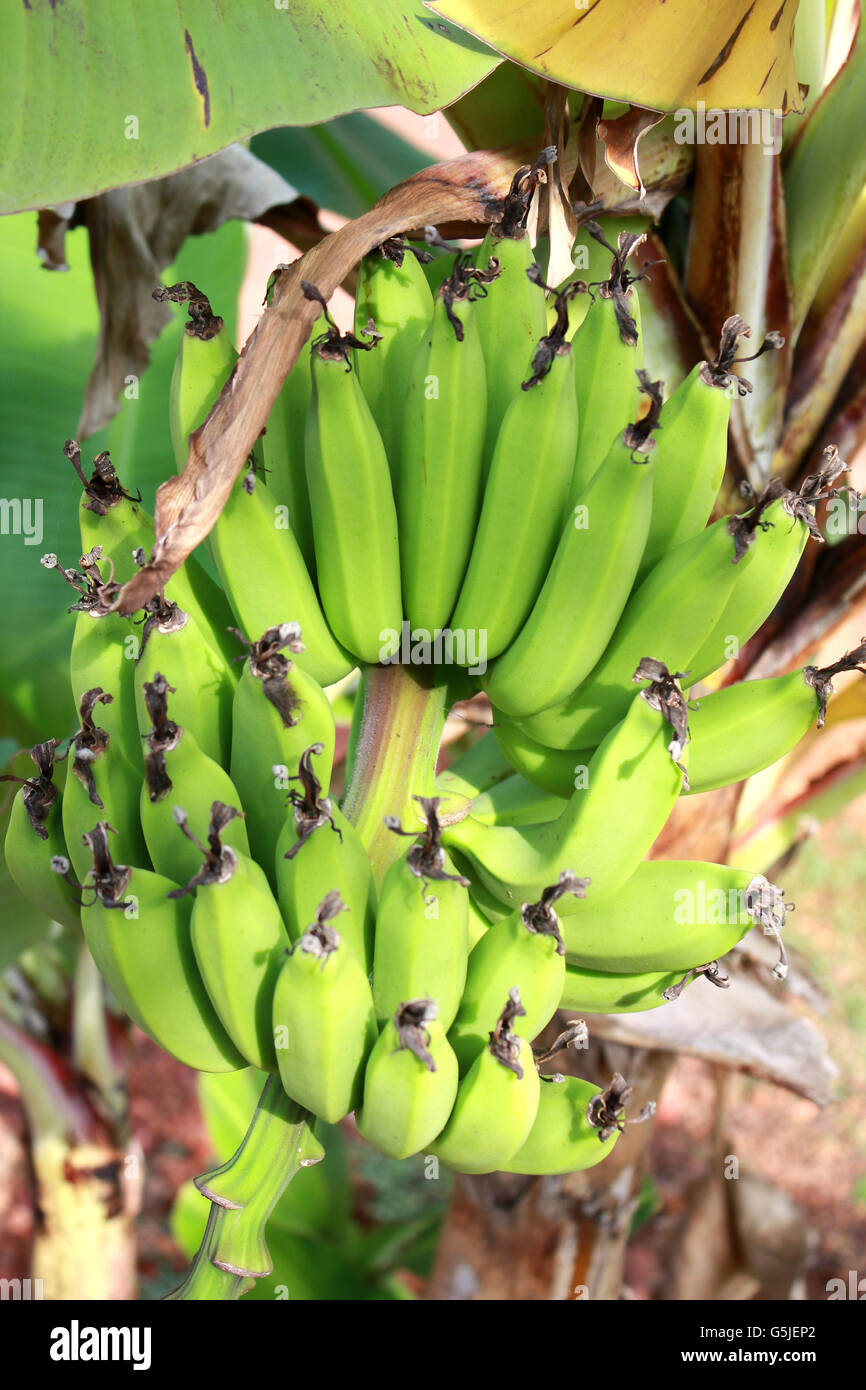 A bunch of bananas hanging on a tree in a tropical farm Stock Photo - Alamy