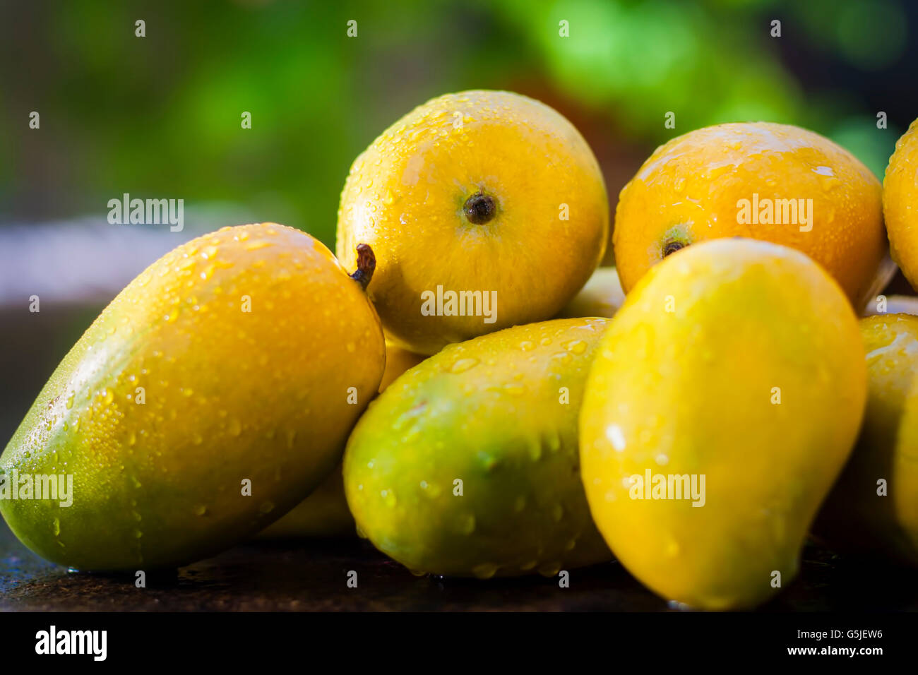 Popular Kesar Mangoes.with light green background, isolated, selective ...