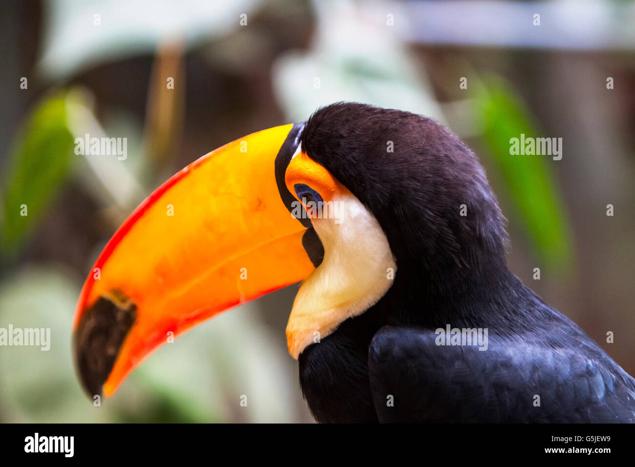 Toco Toucan (Ramphastos toco) close-up Stock Photo - Alamy