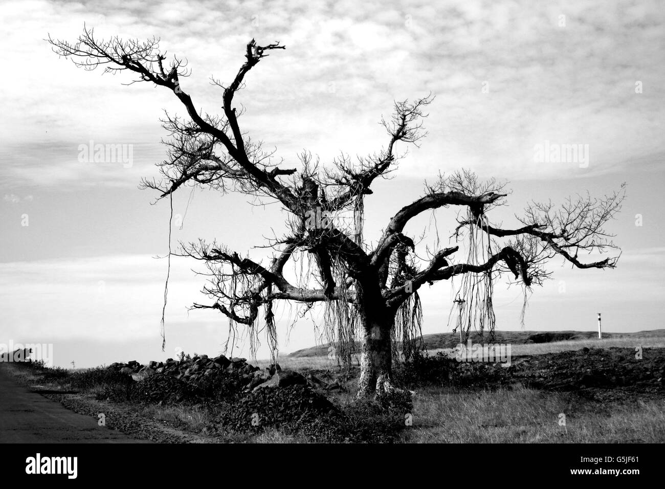 Grayscale Nature Photography Grayscale Photo Of Grass Field Photo