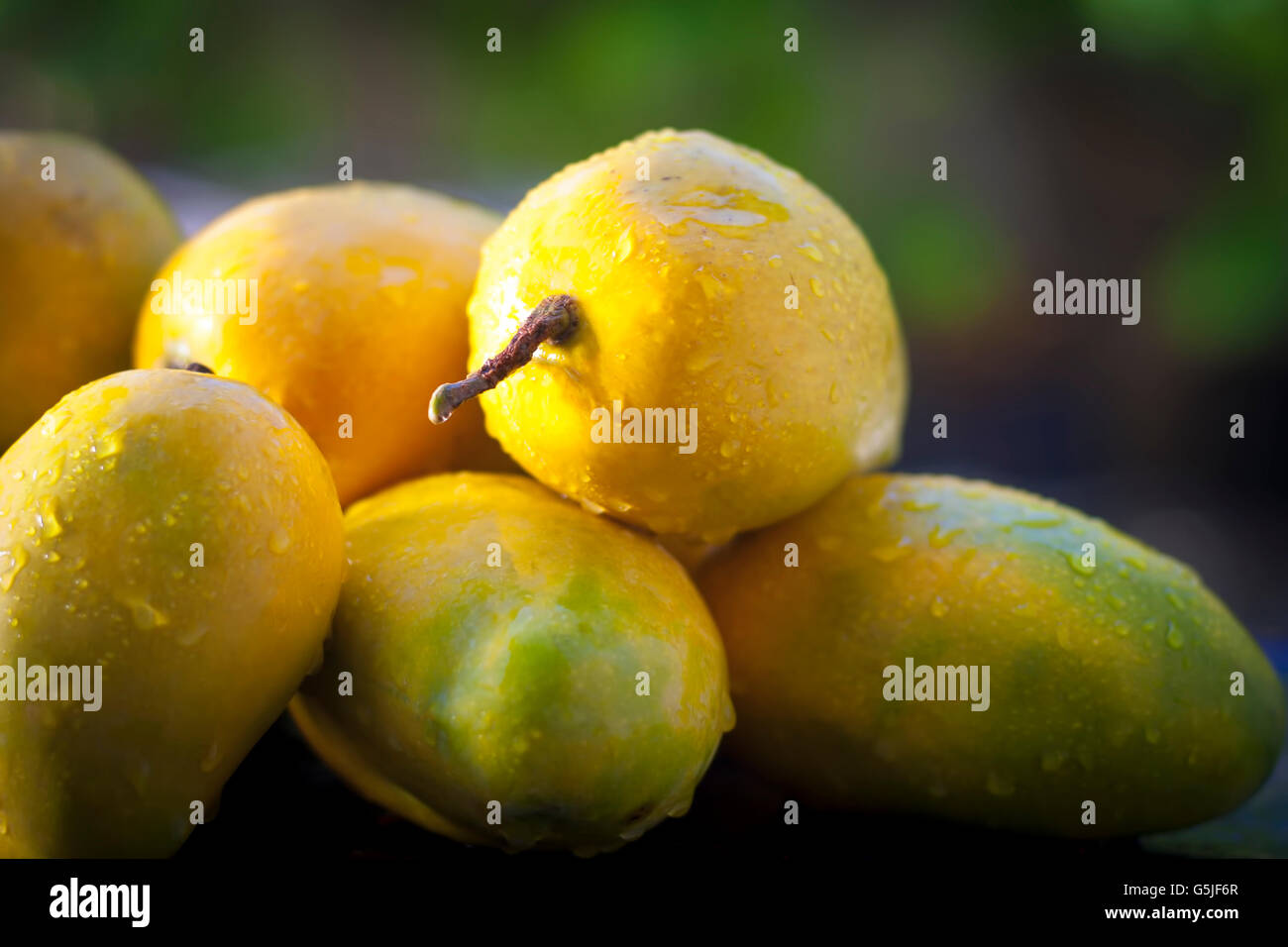 Popular Kesar Mangoes.with light green background, isolated, selective ...