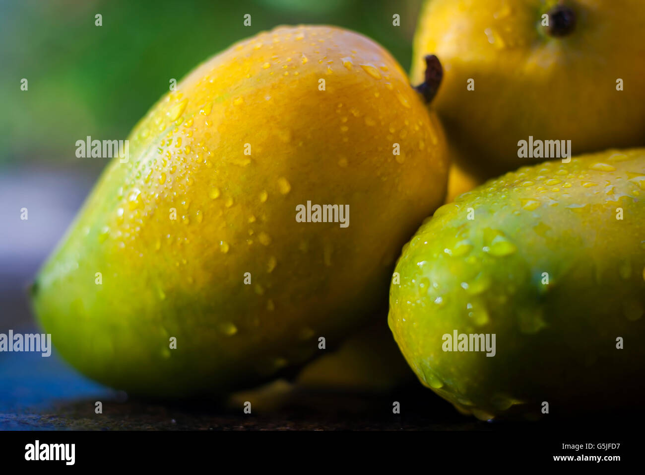 Popular Kesar Mangoes.with light green background, isolated, selective ...