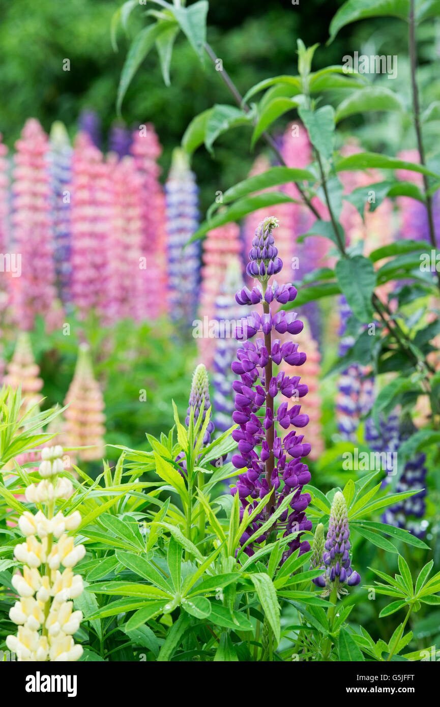 Lupinus. Mixed Coloured Lupin flowers in a garden border. Rousham House ...