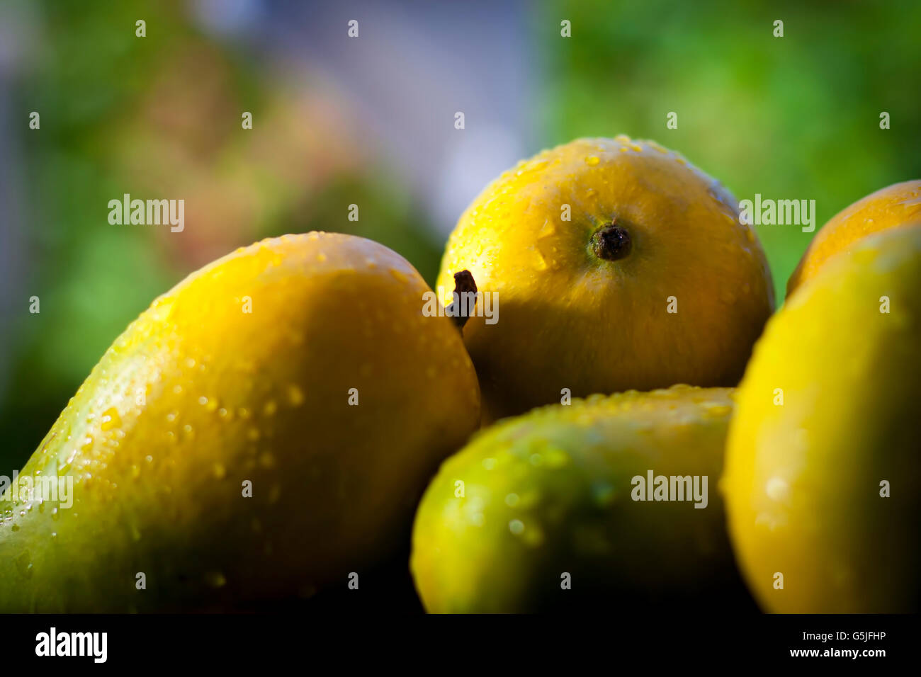 Popular Kesar Mangoes.with light green background, isolated, selective ...