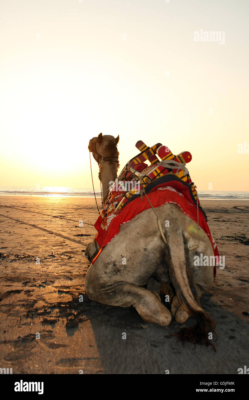 A relaxed camel hi-res stock photography and images - Alamy