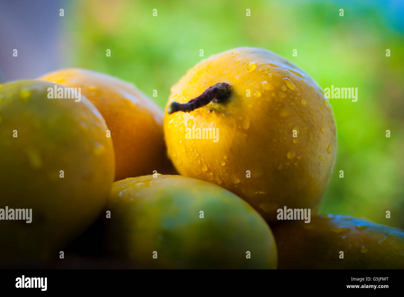 Popular Kesar Mangoes.with light green background, isolated, selective ...