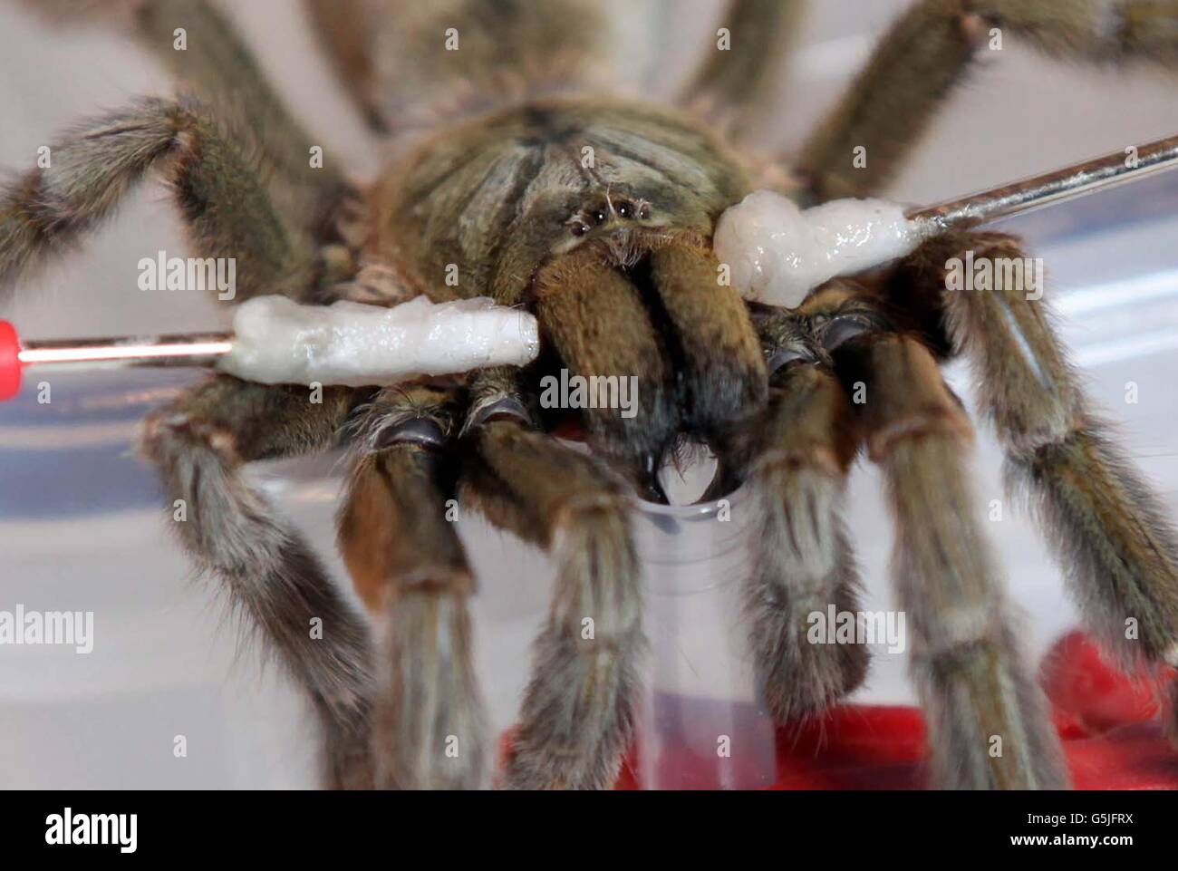 Venom extraction technician from venomtech hi-res stock photography and ...