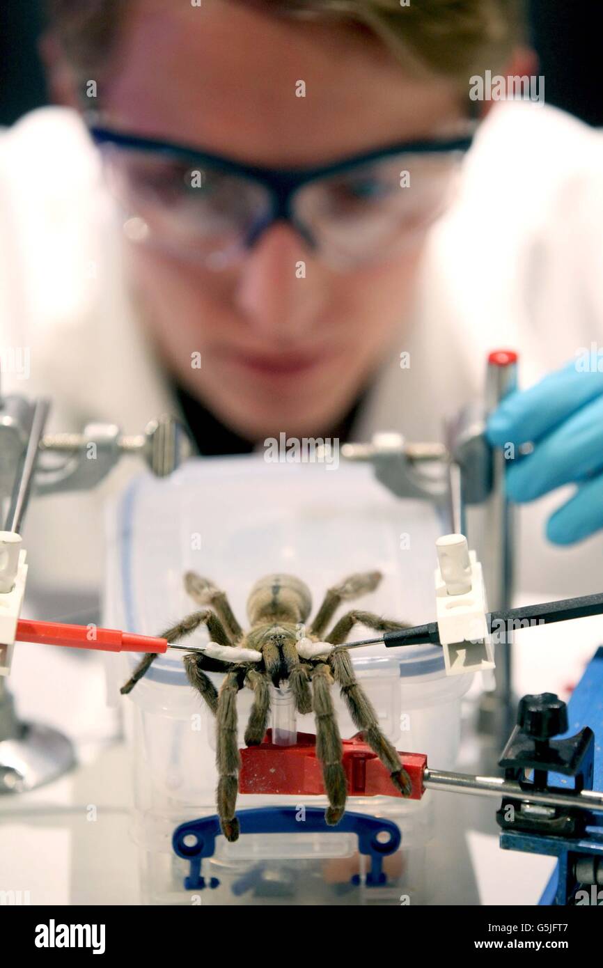 Chris Loaring, Venom extraction technician from Venomtech, a company ...