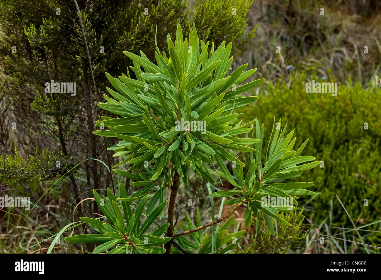 Protea tree hi-res stock photography and images - Alamy