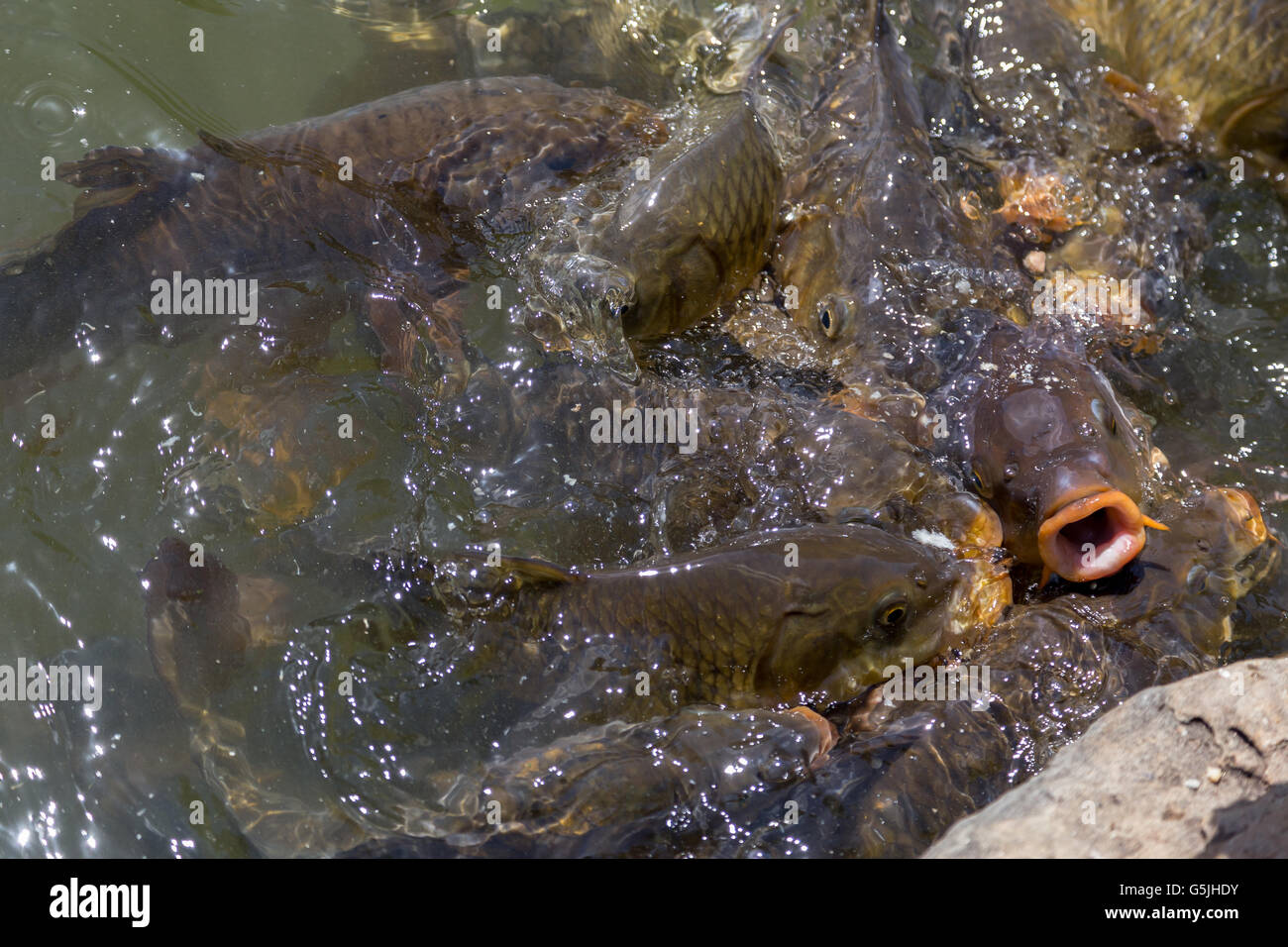 underwater feeding carps in closeup with open mouth Stock Photo - Alamy