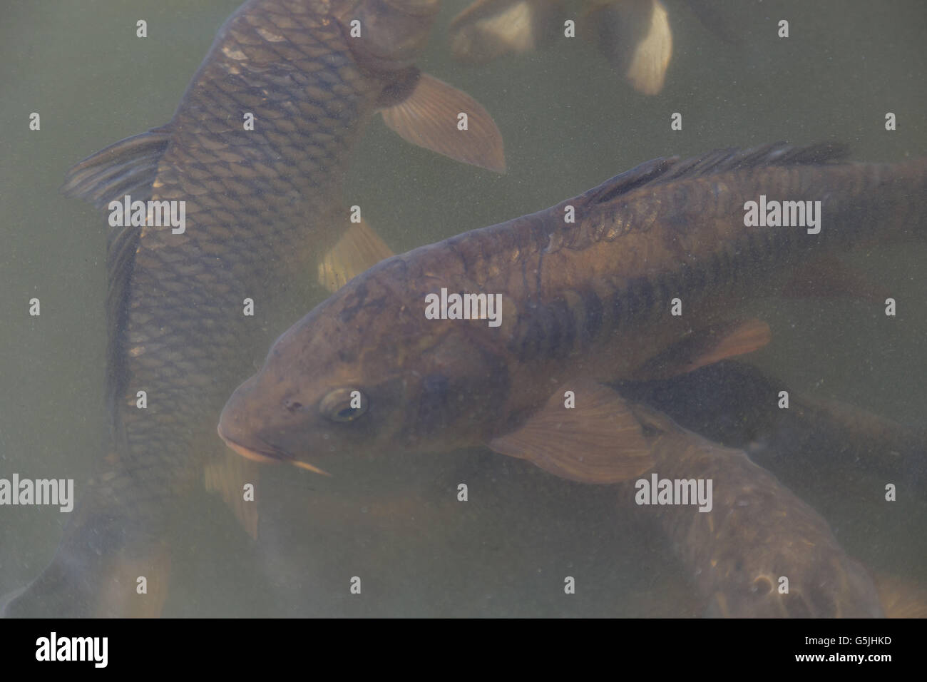 underwater feeding carps in closeup with open mouth Stock Photo - Alamy