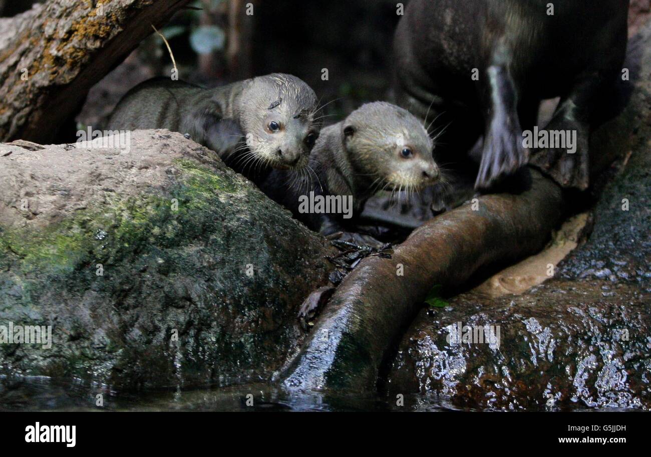 Otter chester zoo hi-res stock photography and images - Alamy