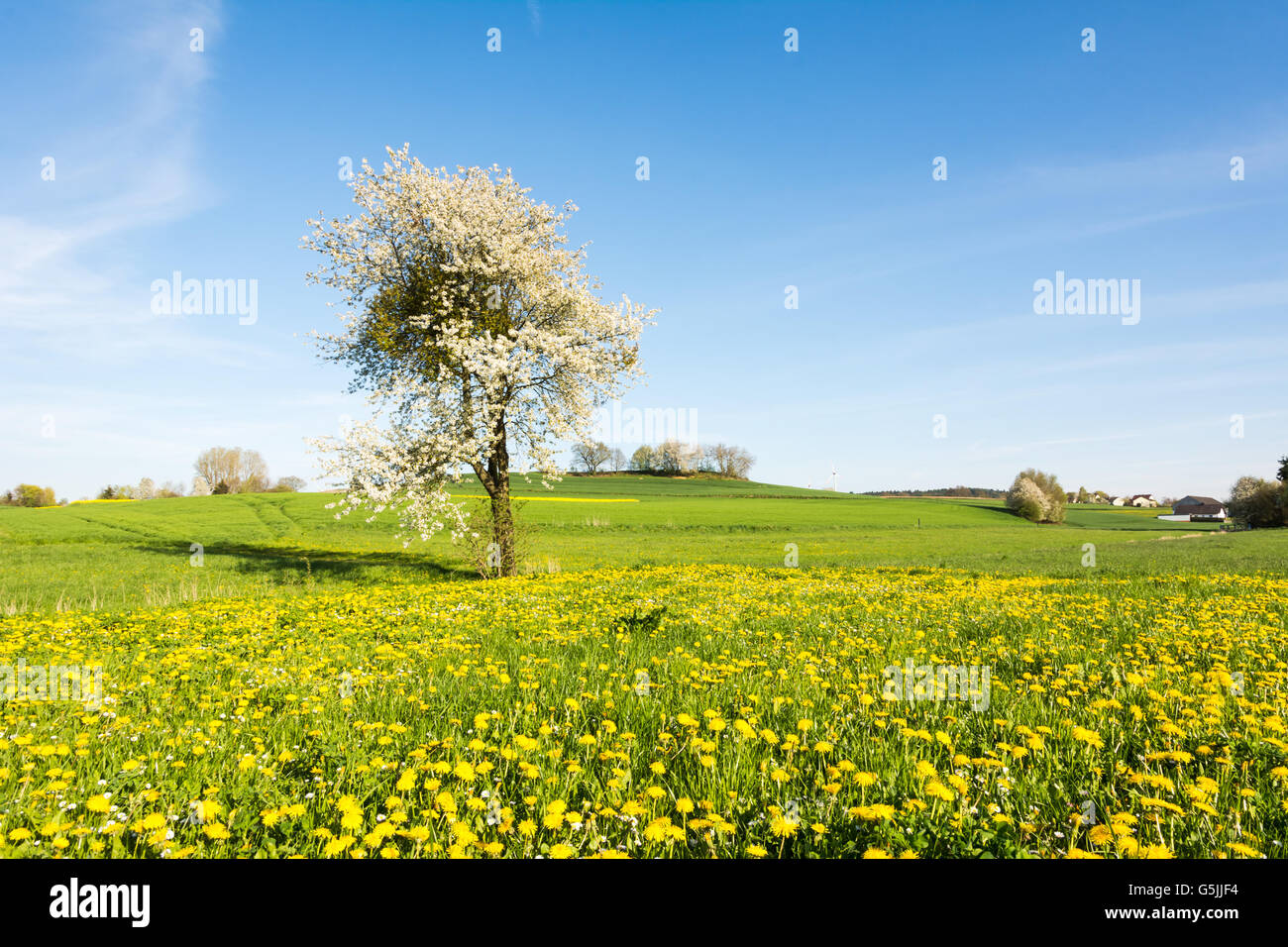 Landscape with a flowering tree at spring Stock Photo - Alamy