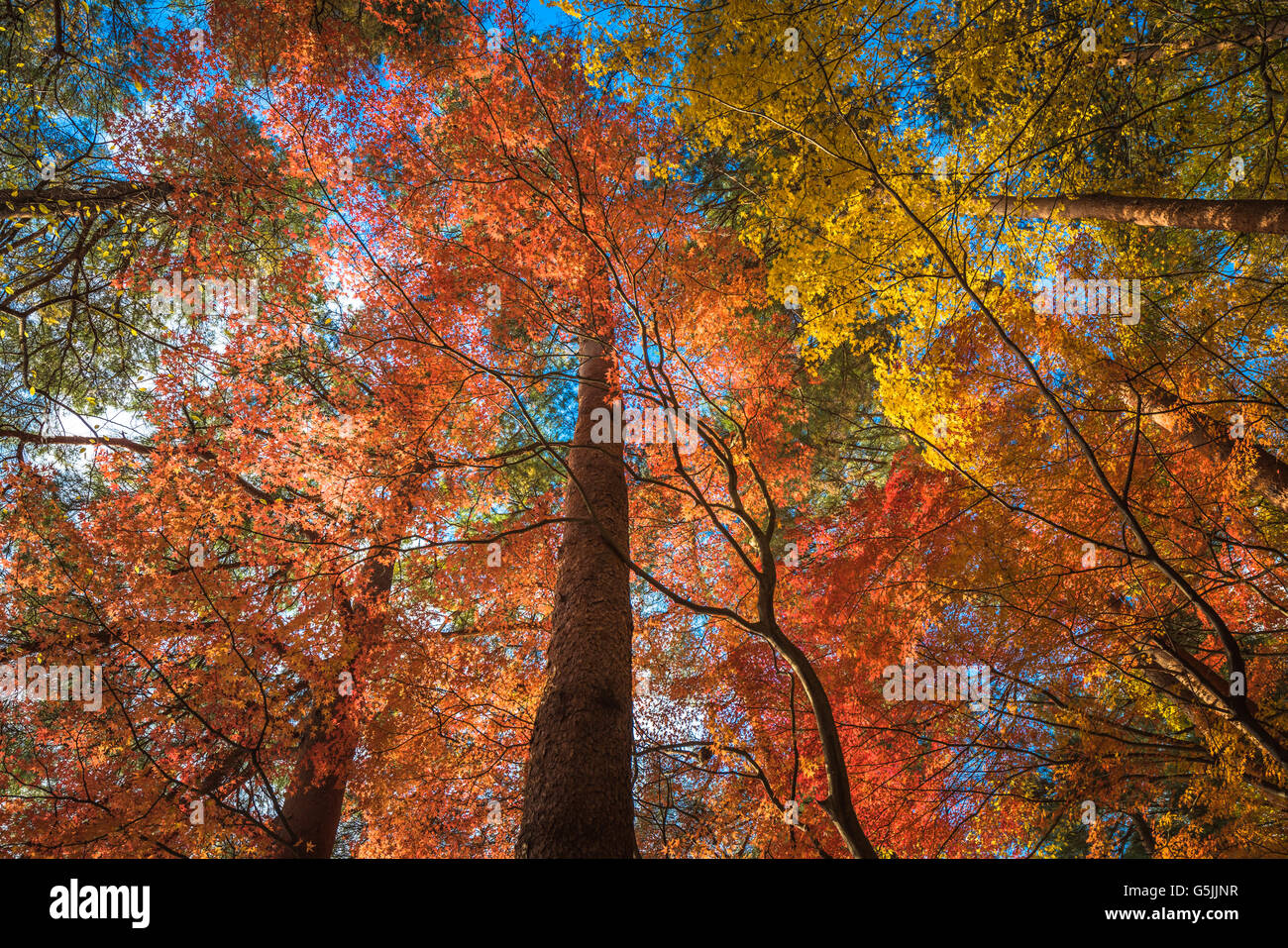 multi color trees in the autunm forest Stock Photo - Alamy