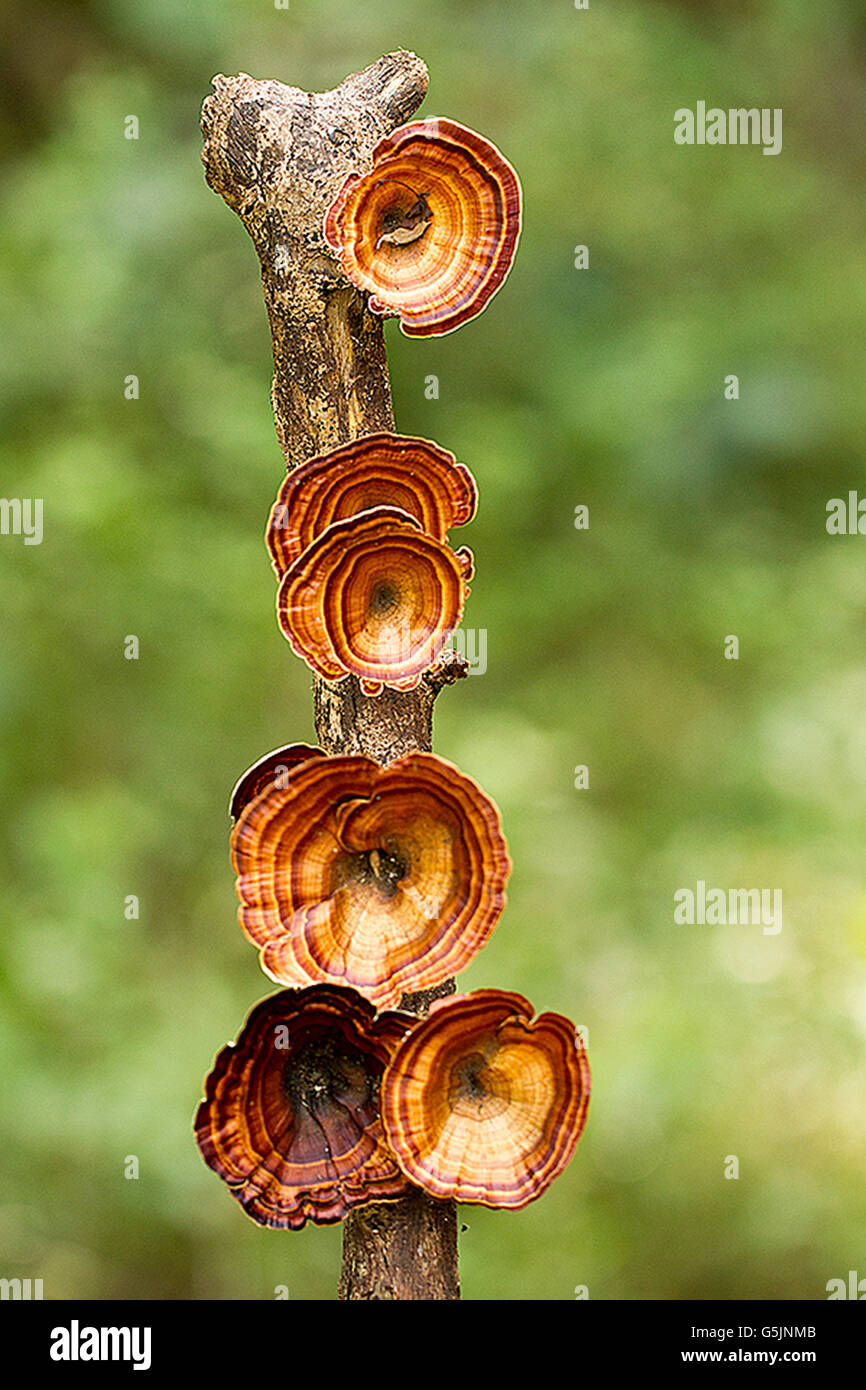 Art mushroom hi-res stock photography and images - Alamy