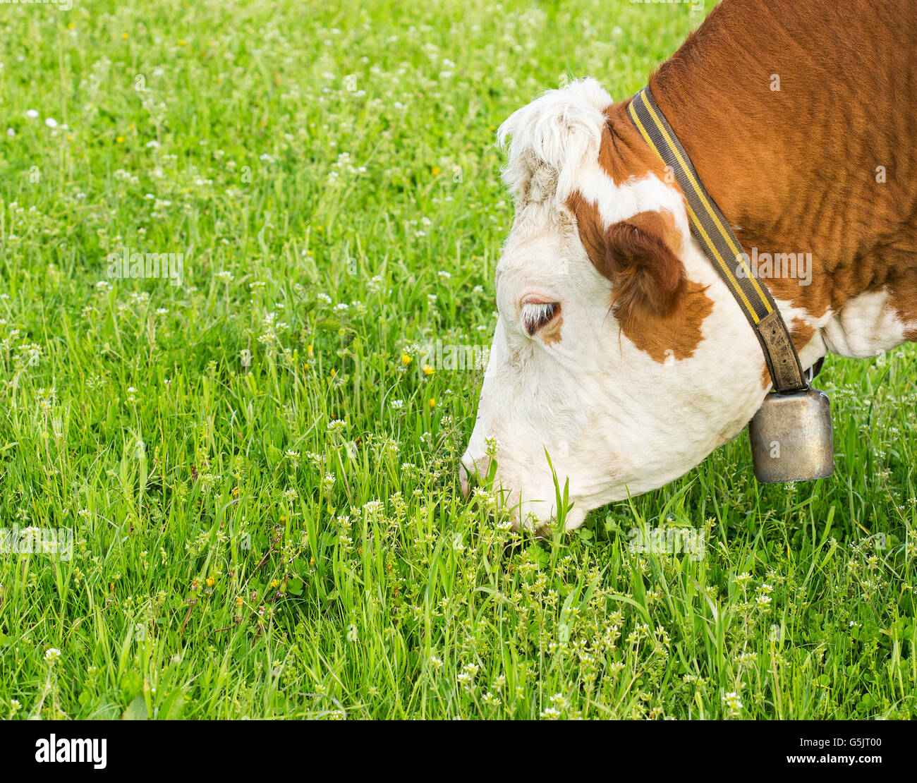 Hungry cow hi-res stock photography and images - Alamy