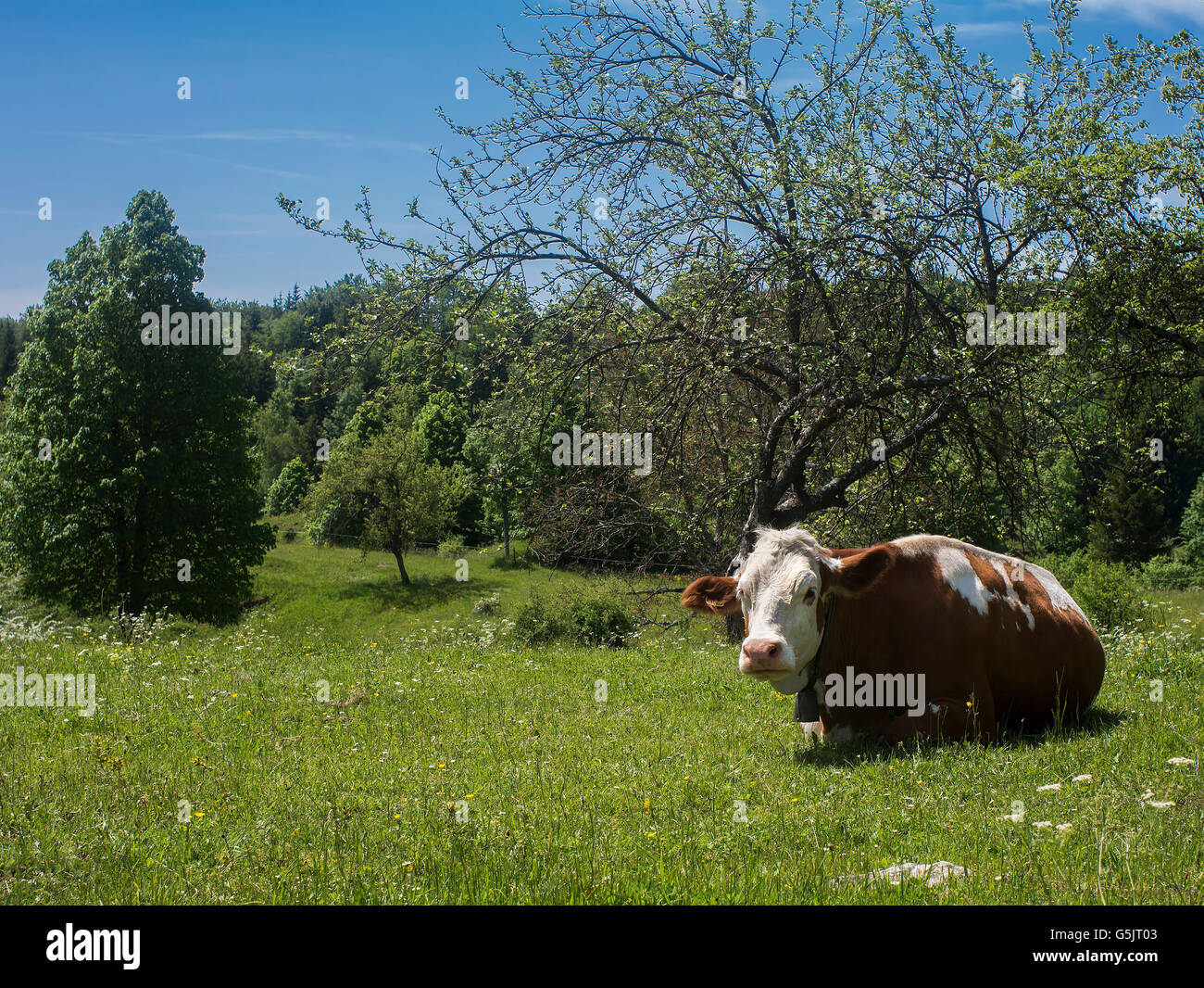 Cow taking a rest in a nature environment Stock Photo - Alamy