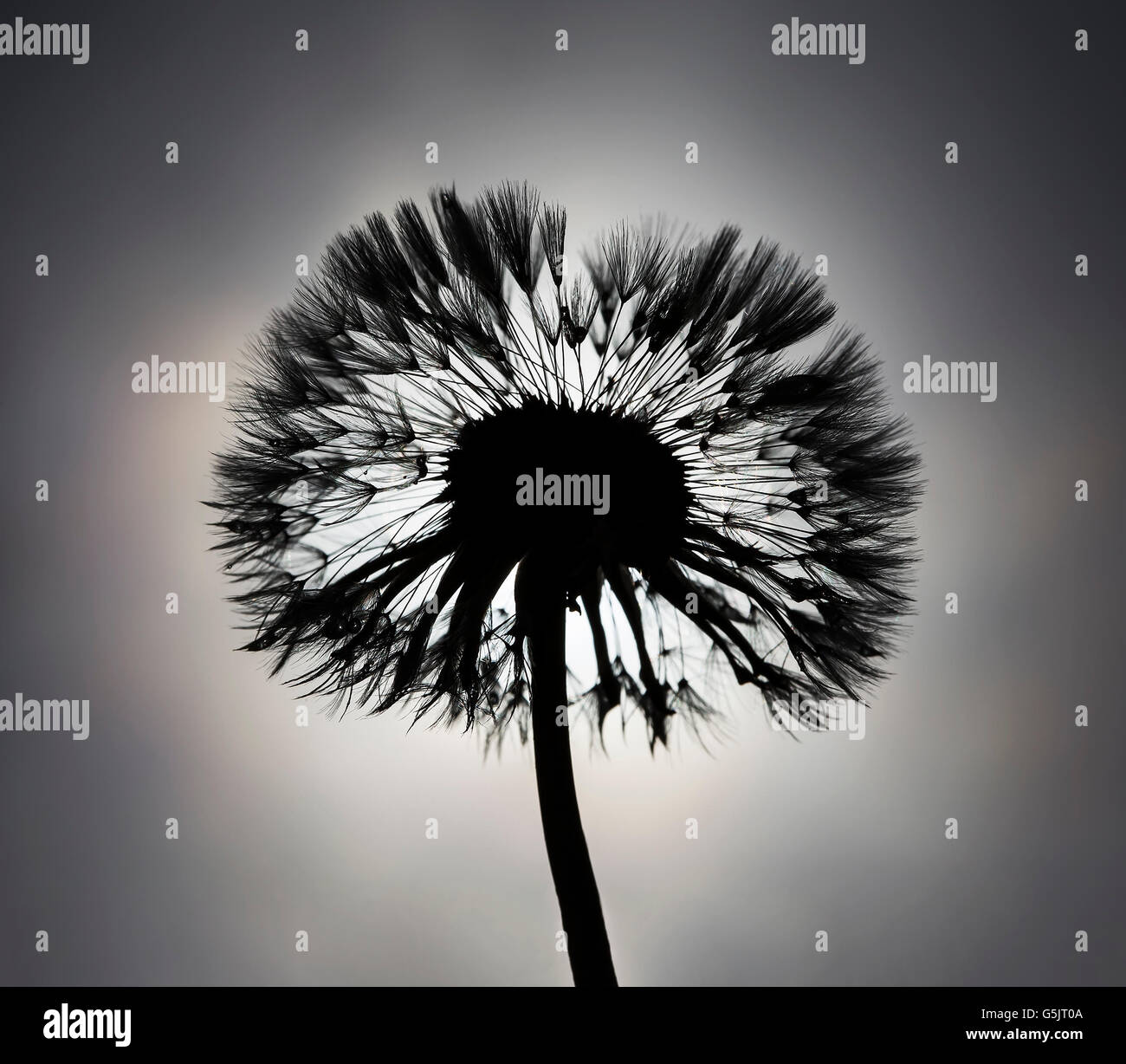 Dramatic dark dandelion silhouette with glow Stock Photo - Alamy