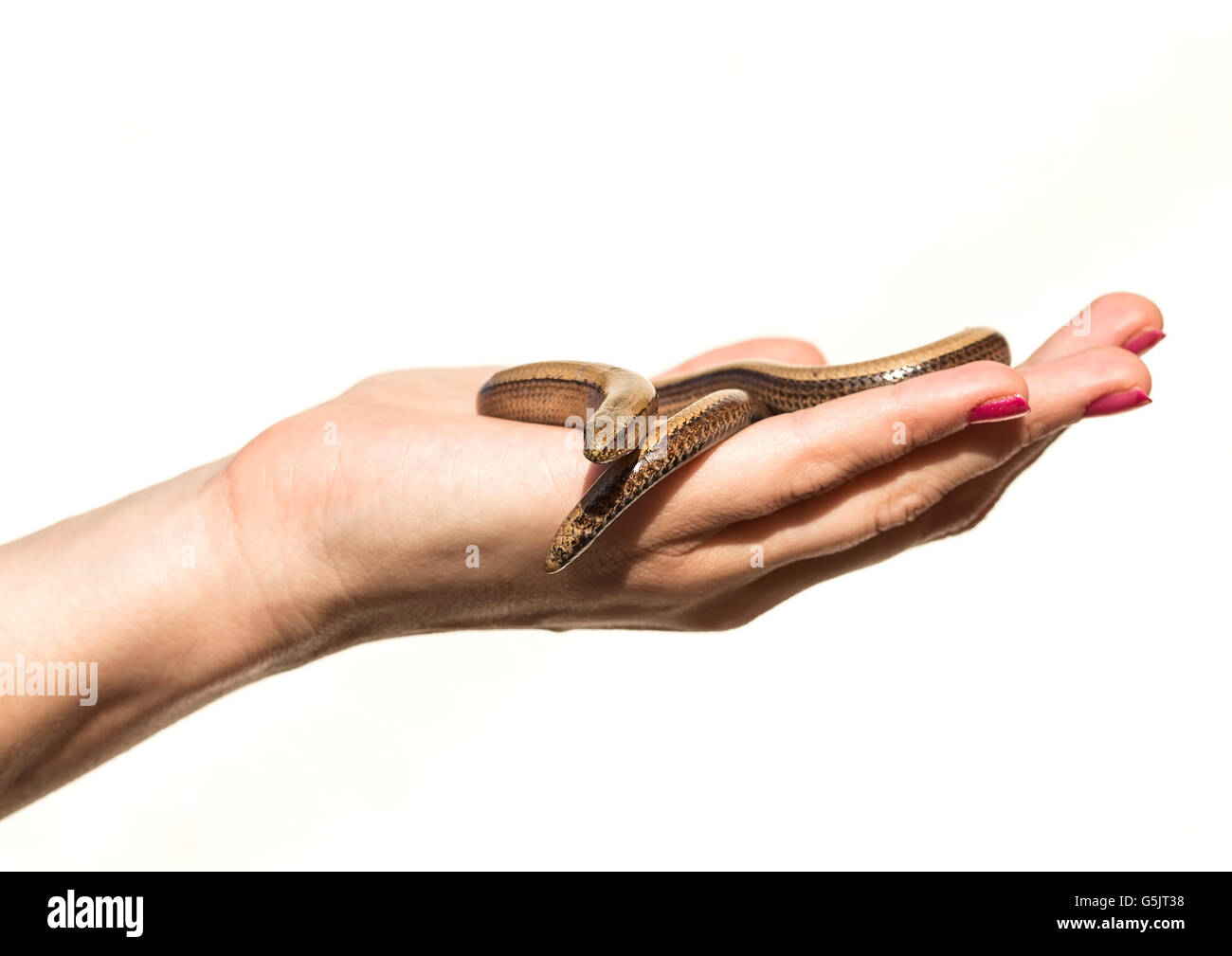 Hand holding snake hi-res stock photography and images - Alamy