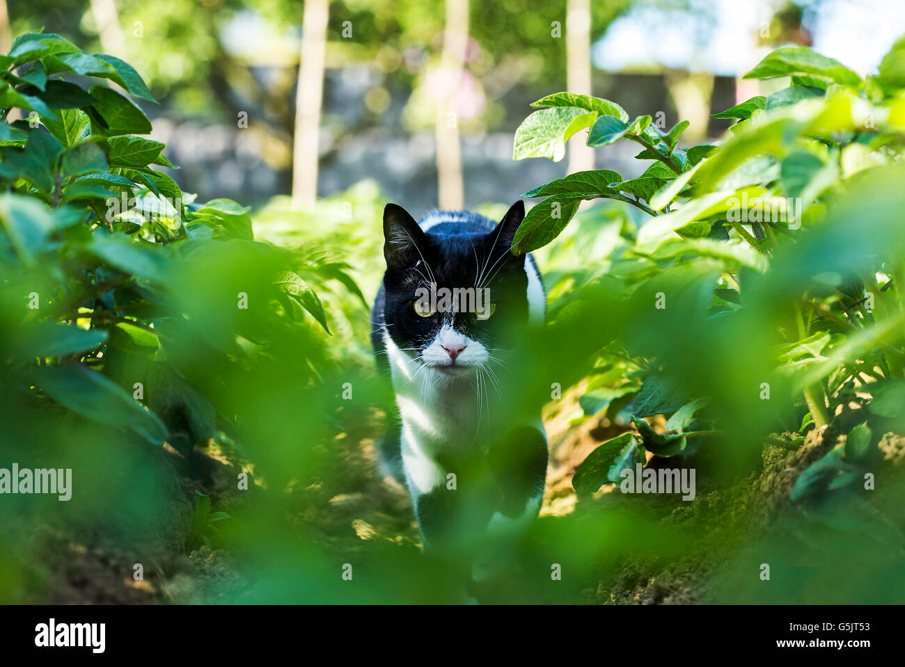 Cat is moving stealthy to catch a mouse Stock Photo - Alamy