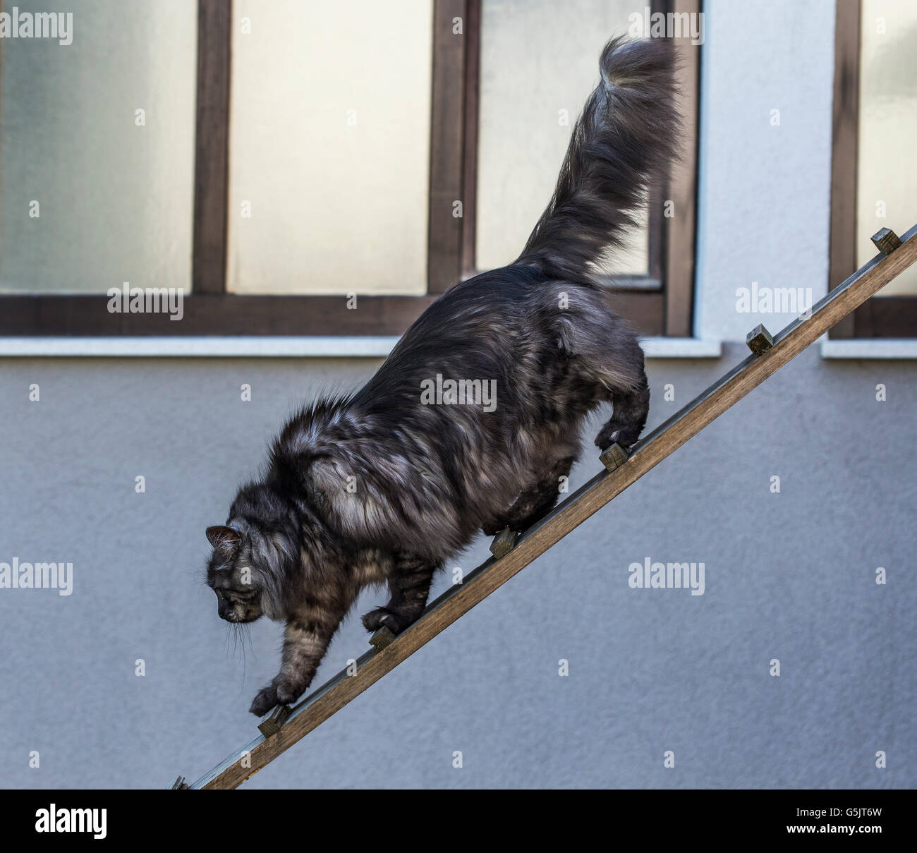 Domestic cat is heading down on a wooden plank Stock Photo - Alamy