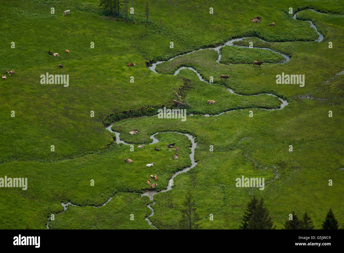 Idyllic landscape in the Alps with cows grazing on fresh green mountain ...