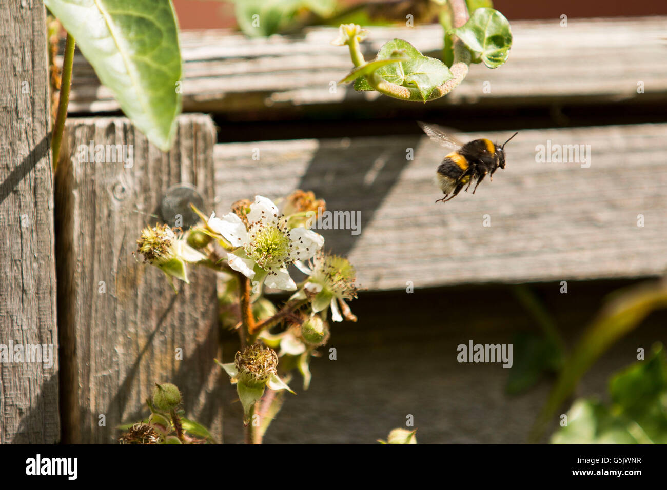 Bumble Bee leaving a bramble bush after collecting pollen Stock Photo ...