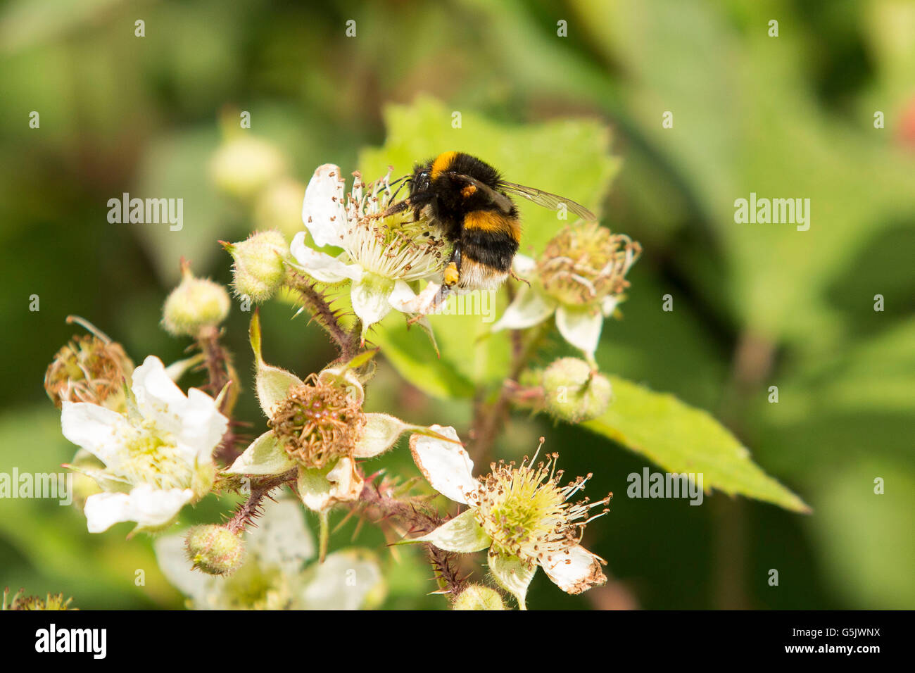 Bramble bush hi-res stock photography and images - Alamy