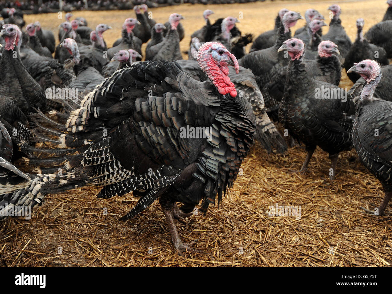 A British Free Range Bronze 'Roly Poly' Tom turkey is surrounded by ...