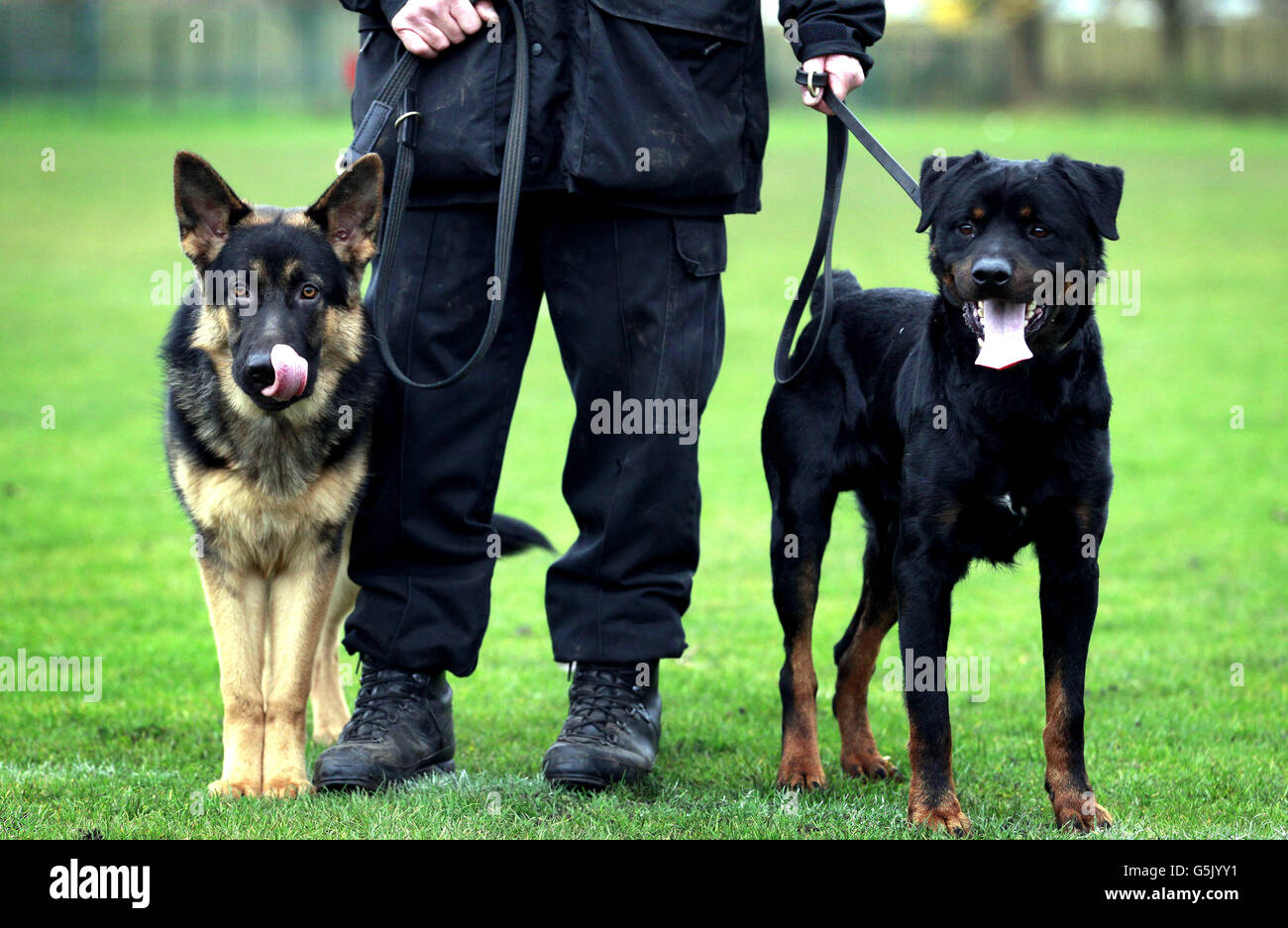 Are Rottweilers Used For Police Dogs In Usa