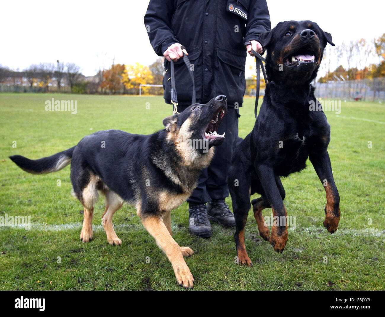 Rottweiler Police Dog In Action