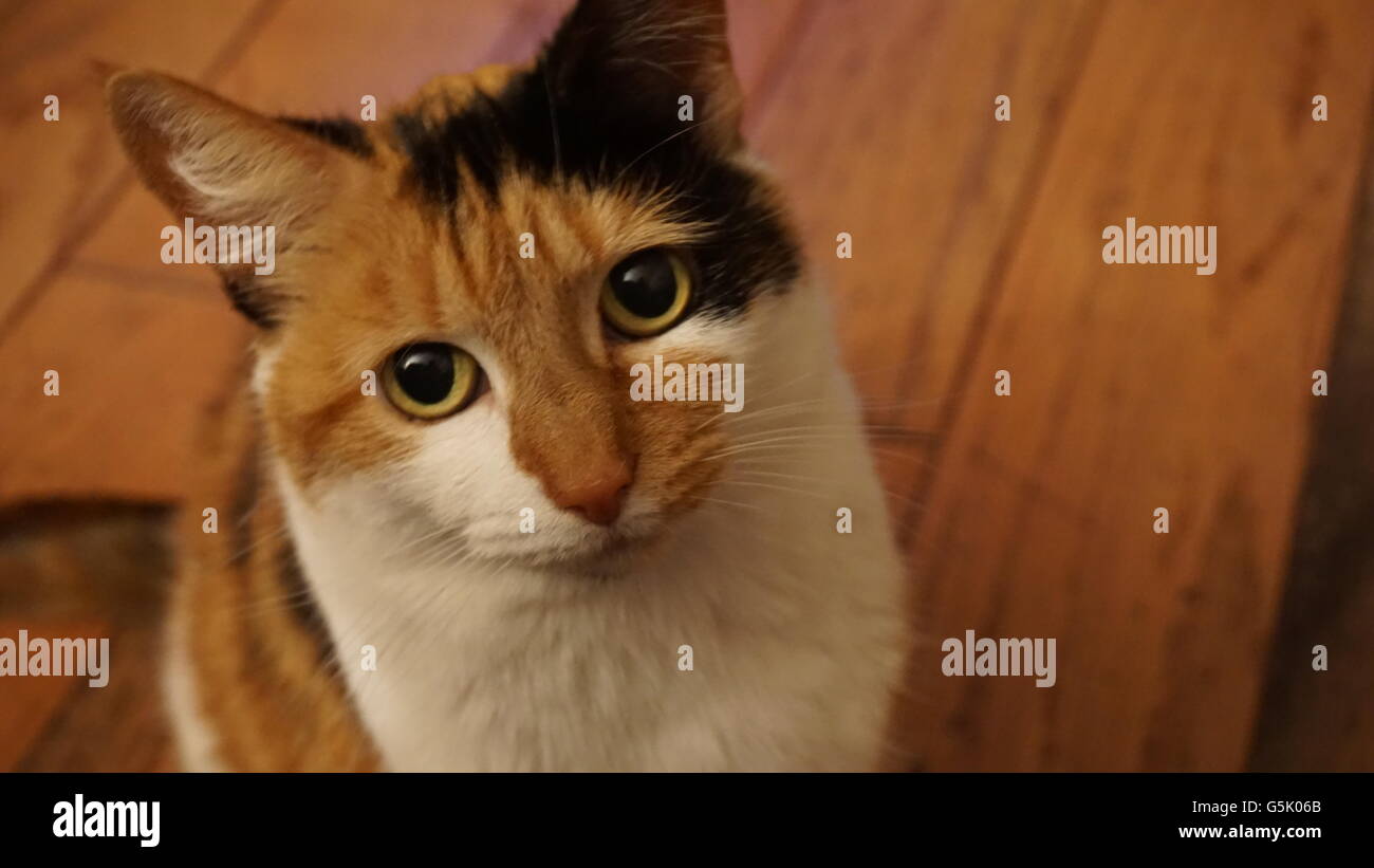 Please show me some attention Stock Photo - Alamy