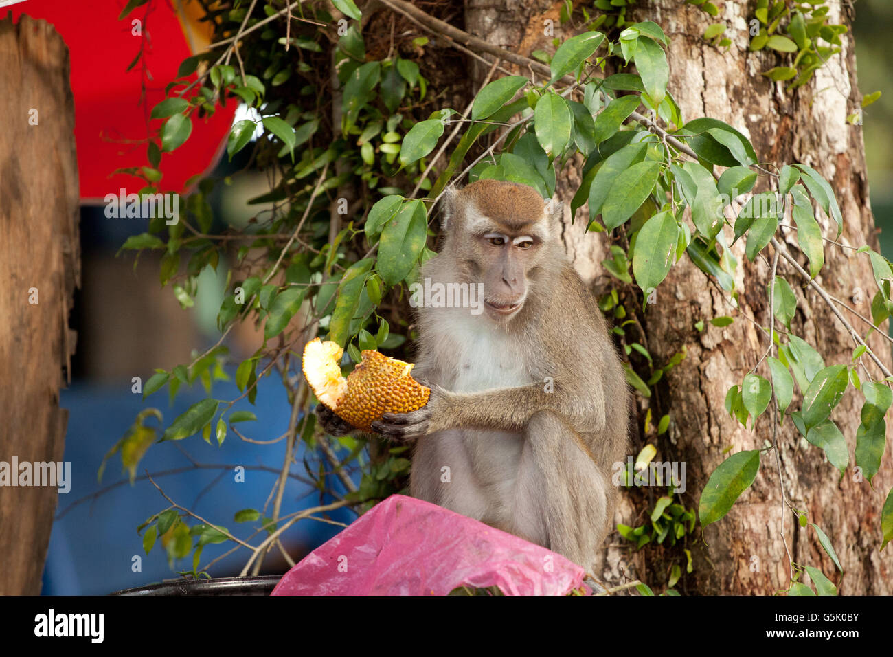 Wildlife monkey eating food from plastic bag closed to garbage, Brunei ...
