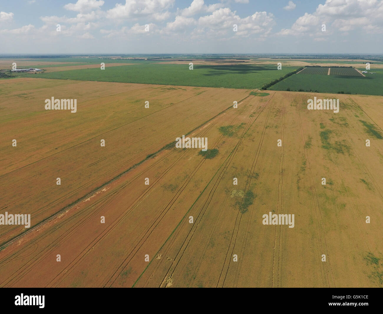 Field of ripe wheat. Growing crops in the fields. View from above Stock ...