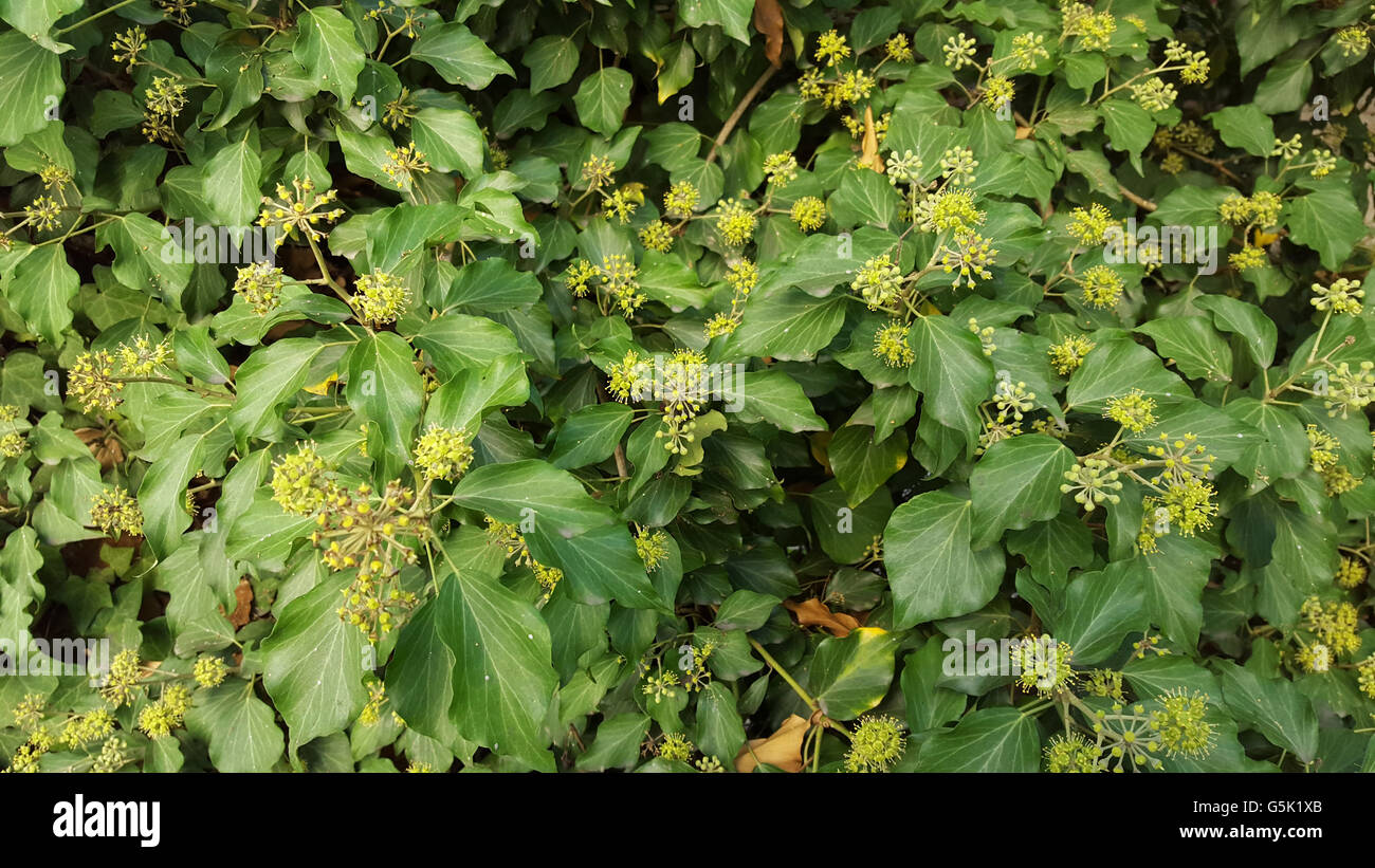 Green bush background hi-res stock photography and images - Alamy