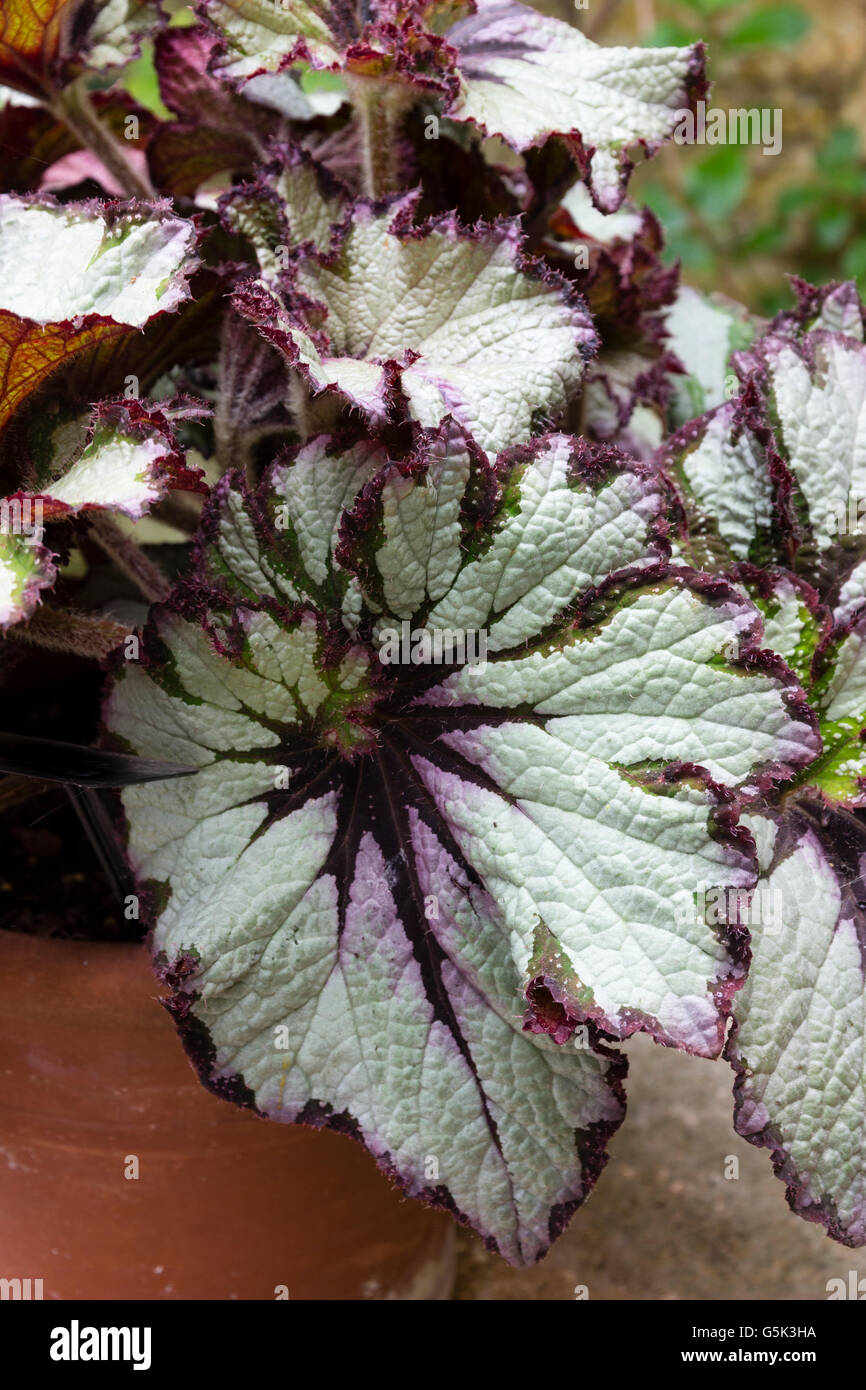 Rex begonia begonia rex hi-res stock photography and images - Alamy