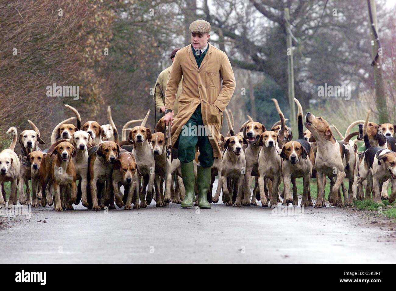Fox hunting hounds in kennels hi-res stock photography and images - Alamy