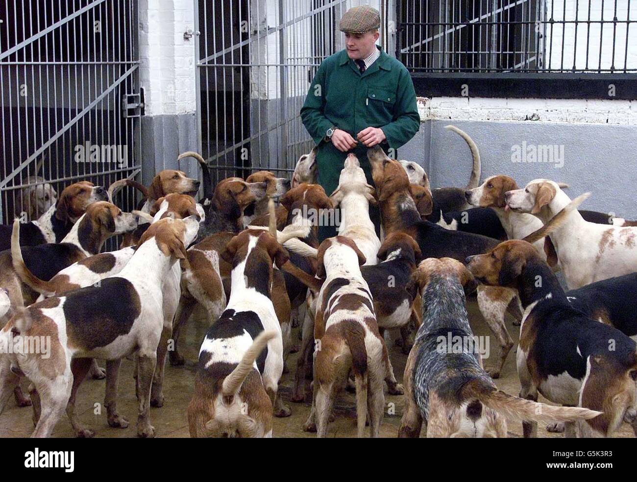 Essex suffolk hunt fox hounds hi-res stock photography and images - Alamy