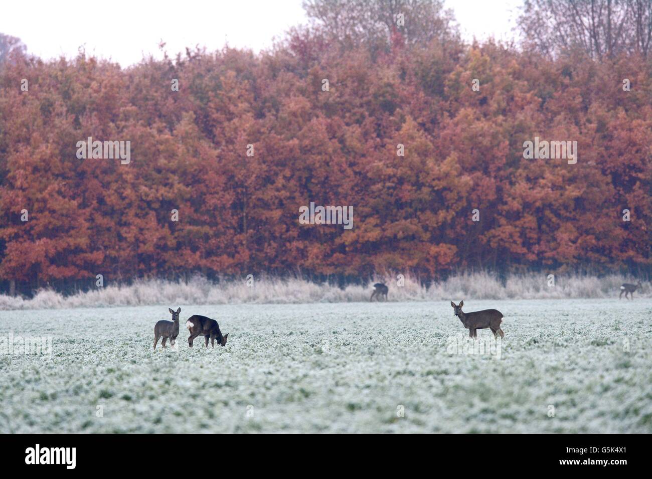 Following an overnight frost hi-res stock photography and images - Alamy