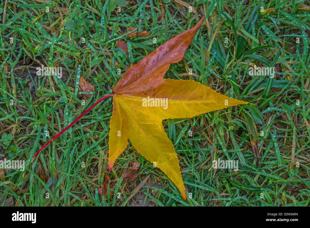 A Single Autumn Two Tone Leaf on wet grass Stock Photo - Alamy