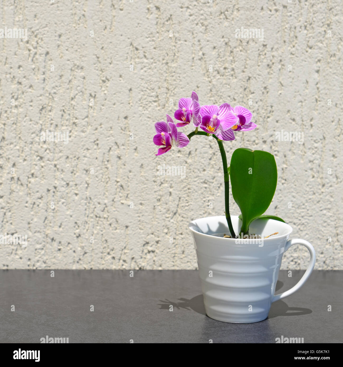 Phalaenopsis mini orchid flowers hi-res stock photography and images ...
