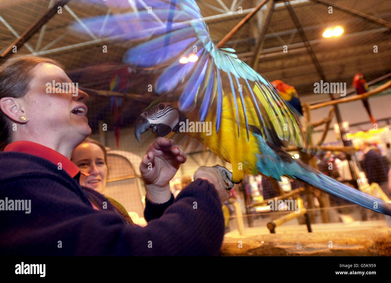 Jane Duckett from Worcester gets to grips with a macaw at the Cage and ...