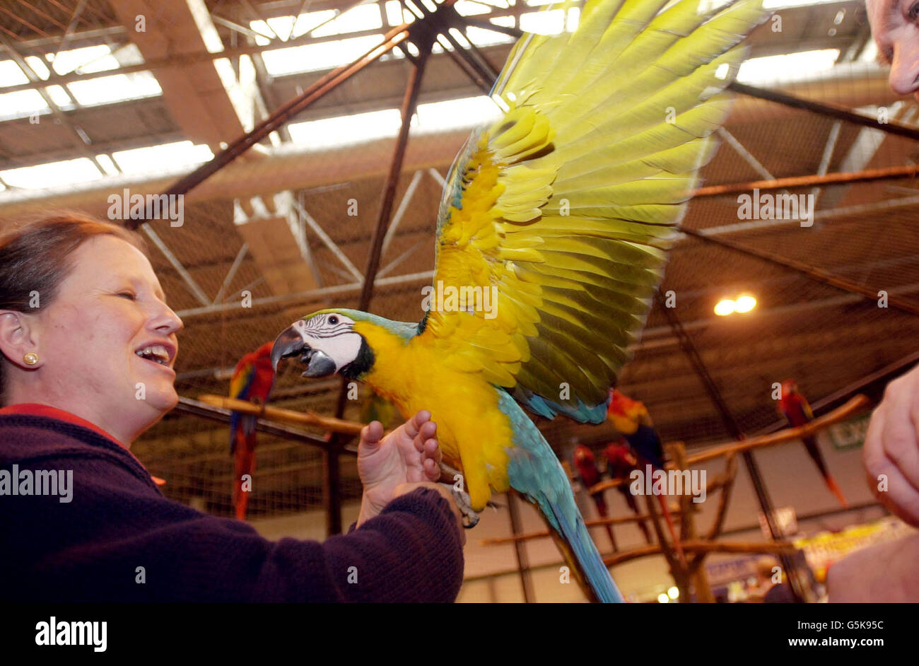 Aviary Birds Exhibition Stock Photo - Alamy