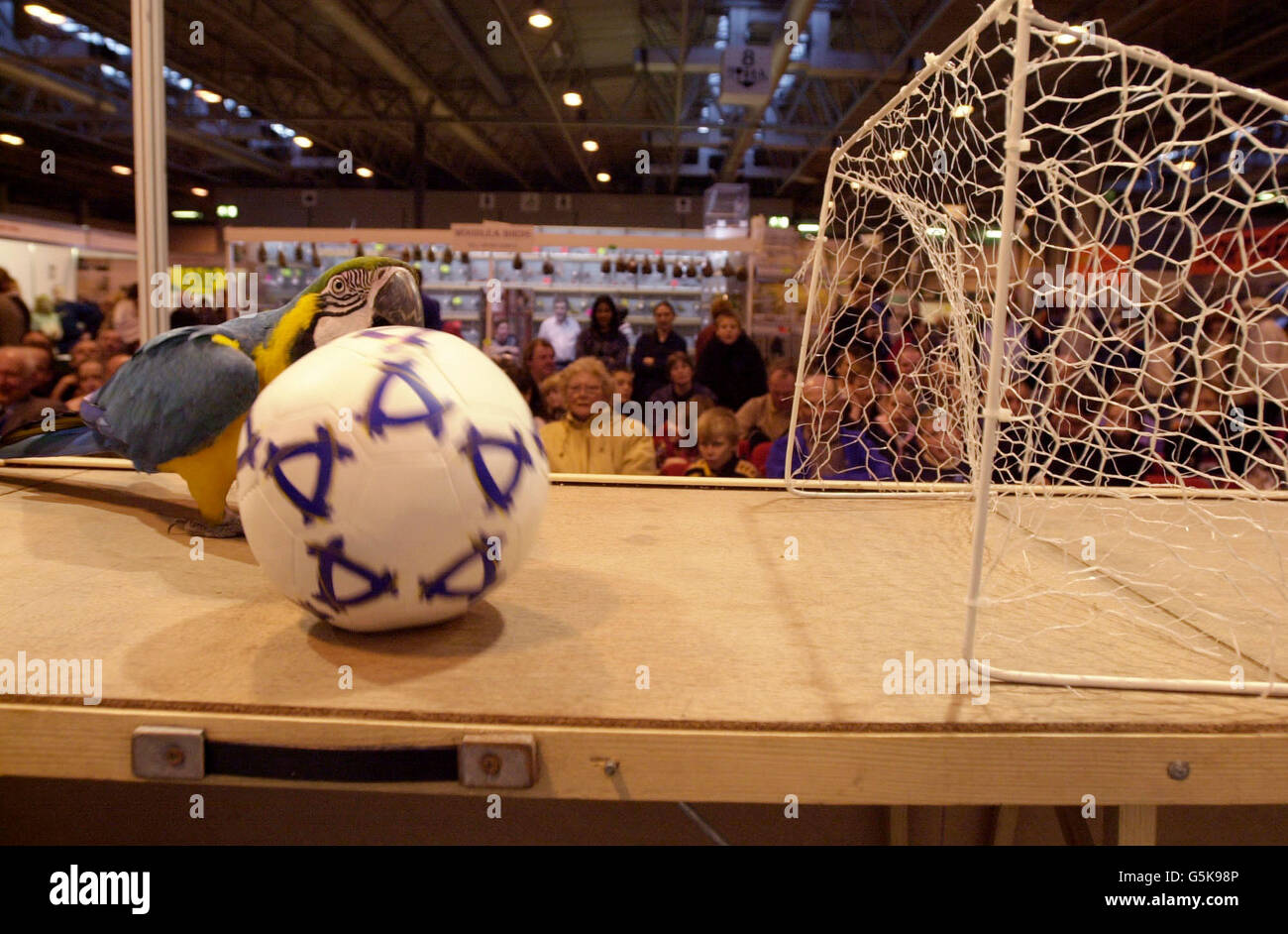 One of Longleat's performing parrots on display at the annual Cage and ...