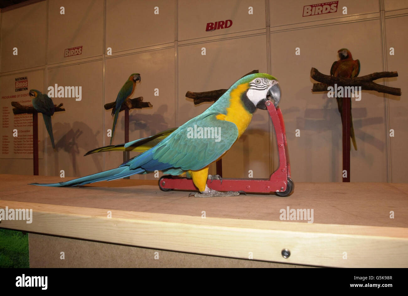Cage and Aviary Birds Exhibition Stock Photo - Alamy