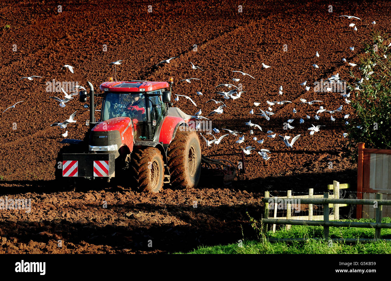 Seagulls follow a tractor ploughing for wheat in a field in Croxall ...
