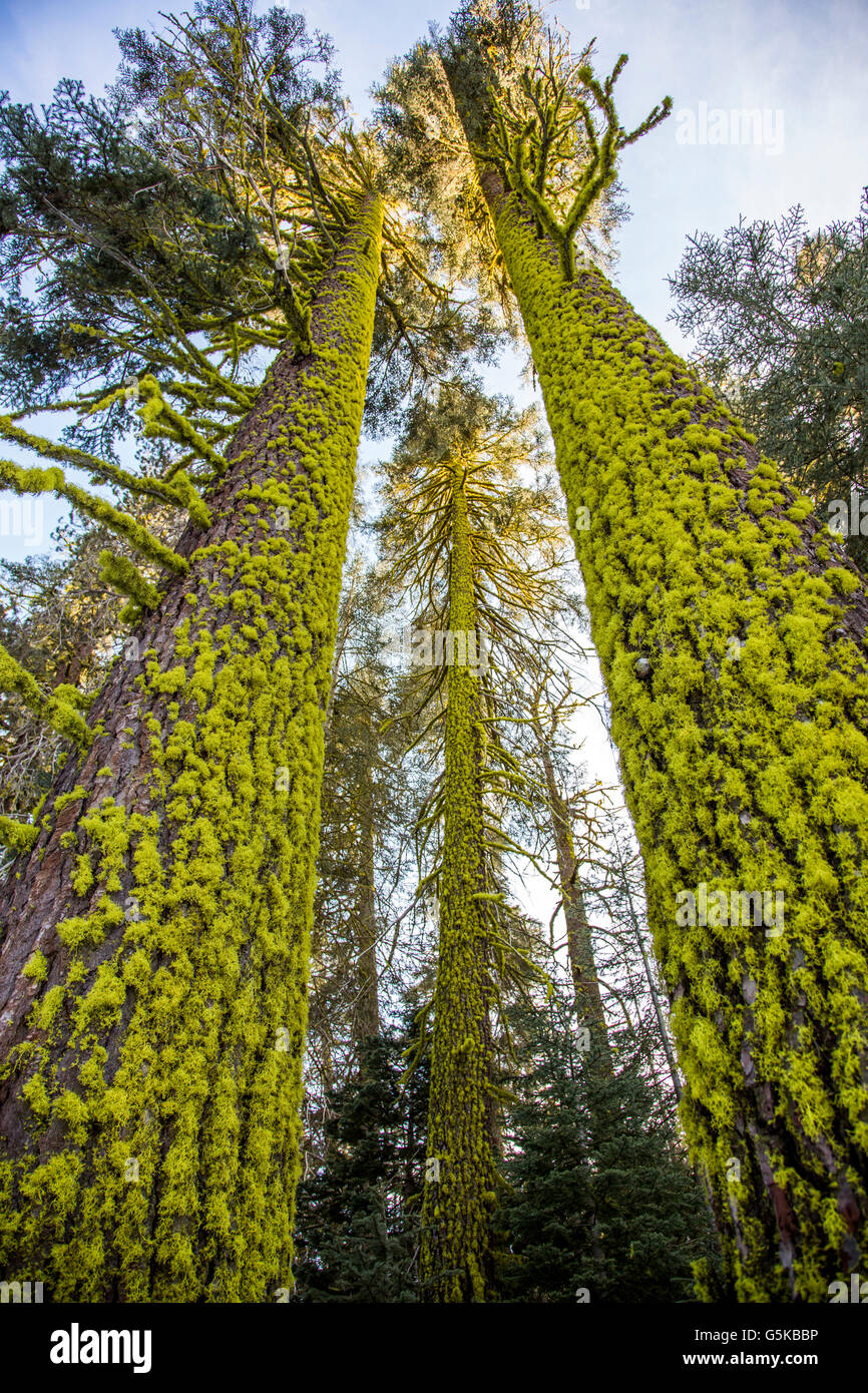 Tall moss hi-res stock photography and images - Alamy