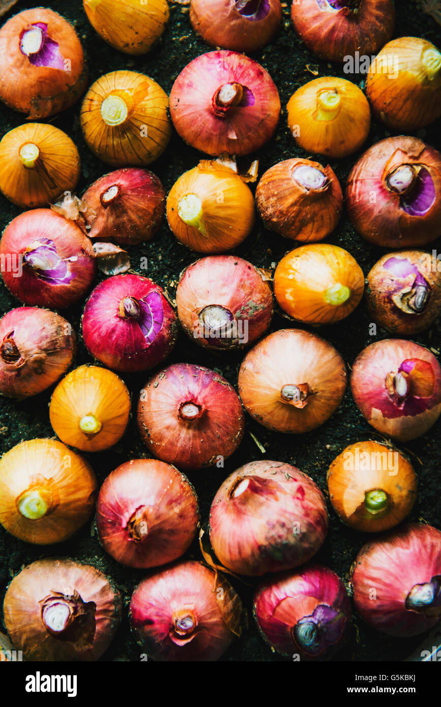 Variety of onions hi-res stock photography and images - Alamy