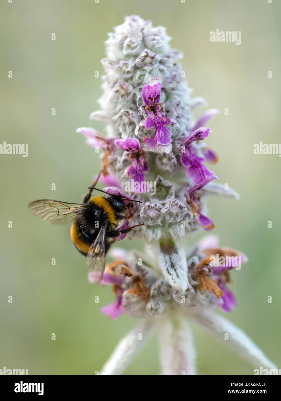 Pollinator insects hi-res stock photography and images - Alamy