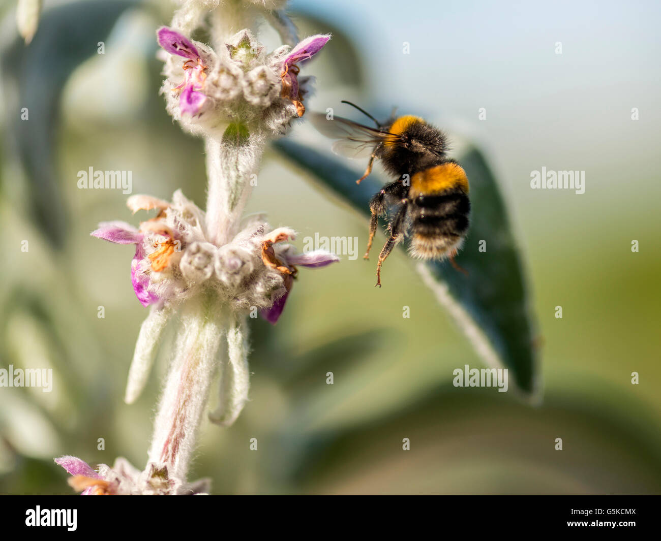 Spring Pollinator, Bumblebee (Bombus) foraging for nectar from the pink ...